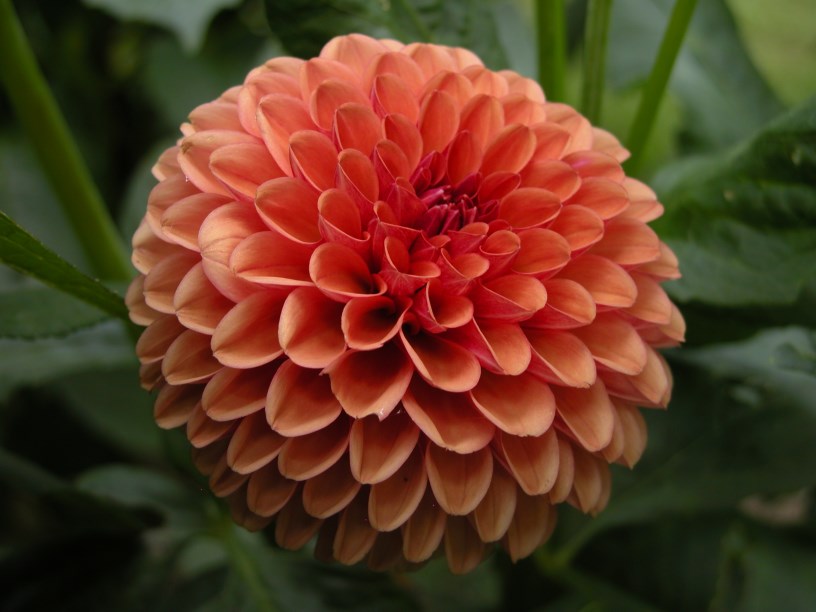 Les différents types de dahlias
